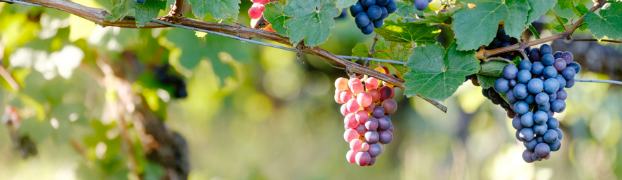 Vårsortiment 2024 – rå